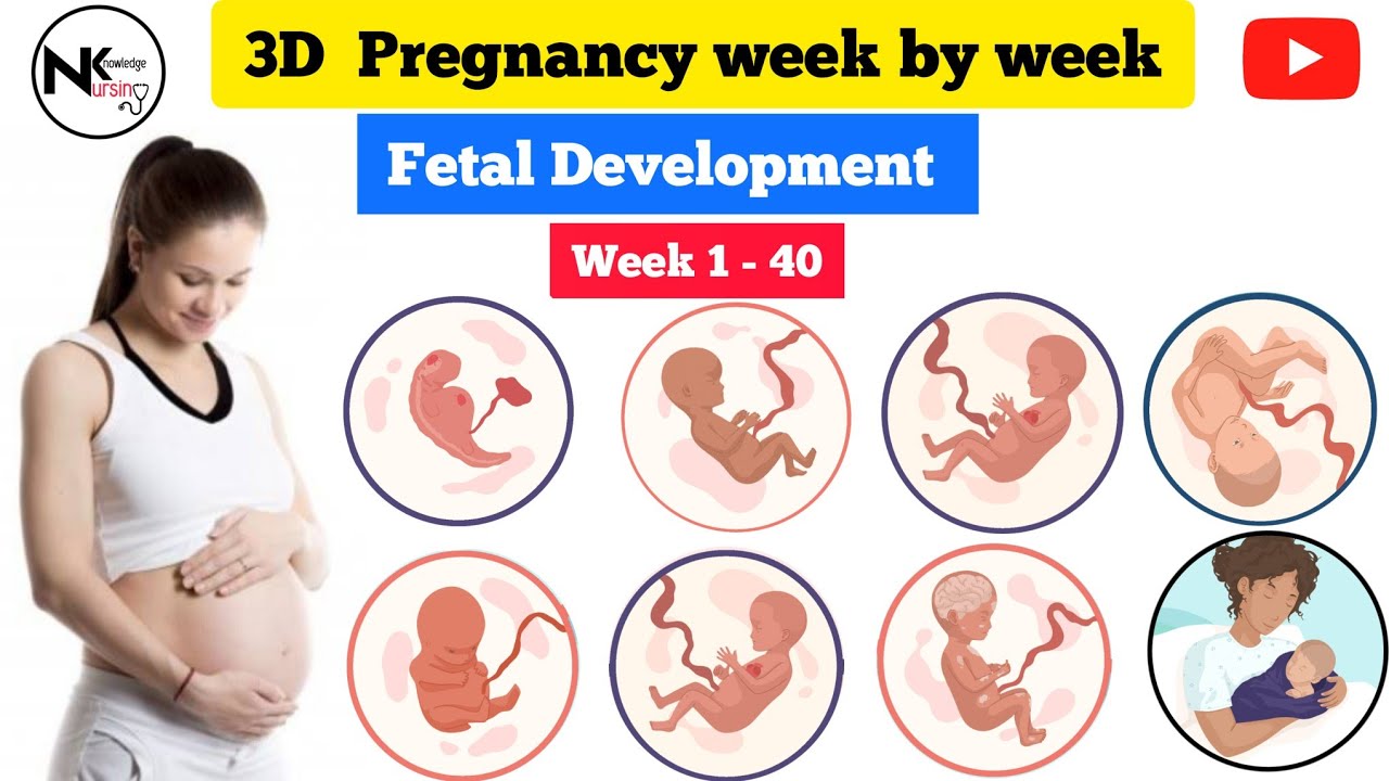 3D_Pregnancy | Week_By_Week_Pregnancy |Week 1_40 | Fetaldevelopment ...