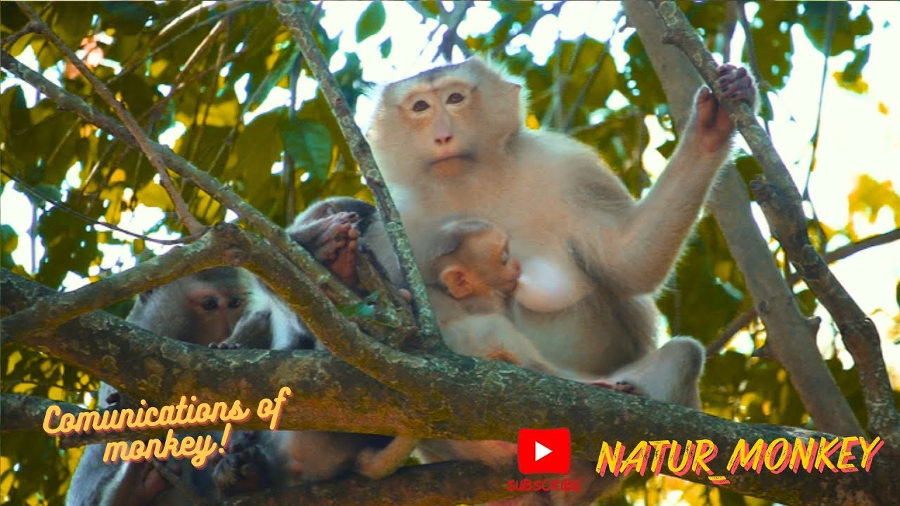 Nurturing Behaviors in Monkeys - YouTube