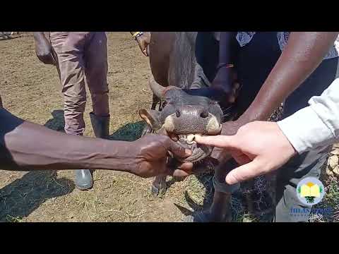 Kurban Hayvanı Seçimi Hassasiyetle Devam Ediyor. - Afrika #KurbanBağışı