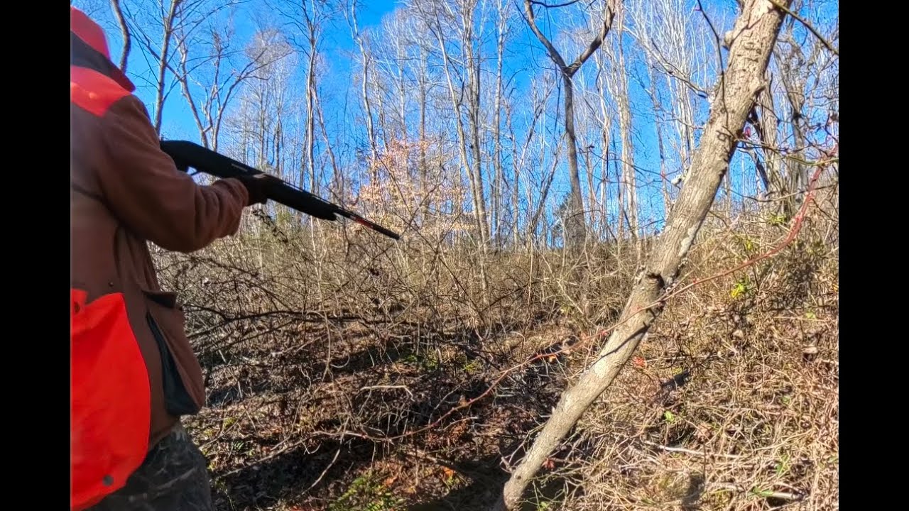 Virginia Rabbit Hunting Action Shots & Kill Shot #hunting - YouTube