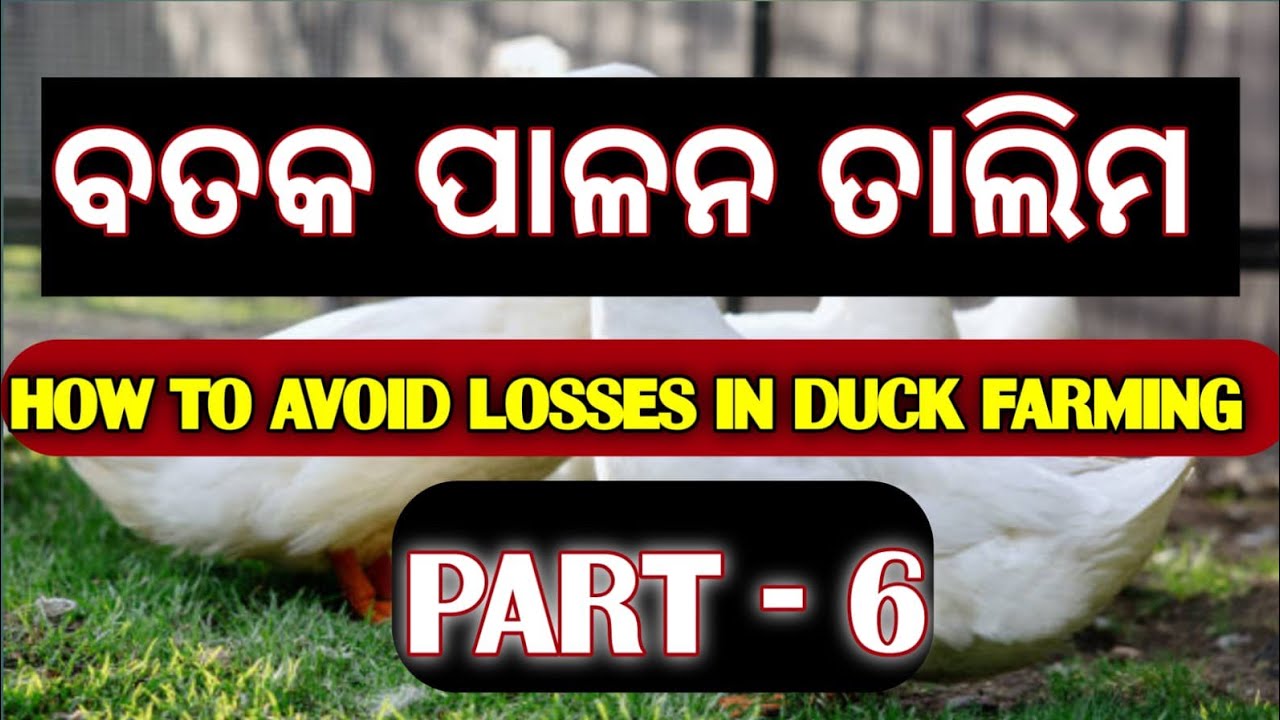 How to Avoid Losses in Duck Farming – Practical Tips & Smart Management ...