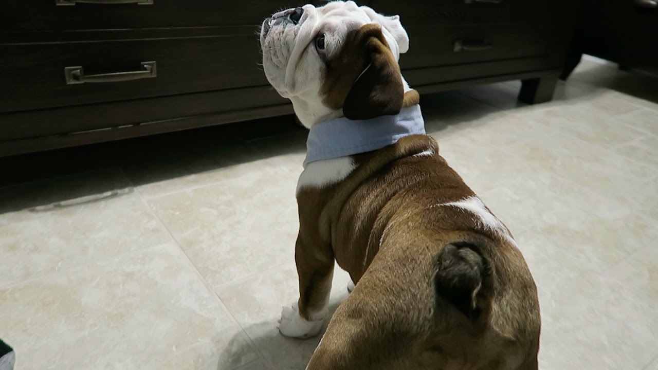 Bulldog looking for Mama (Hercules the Bulldog) - YouTube