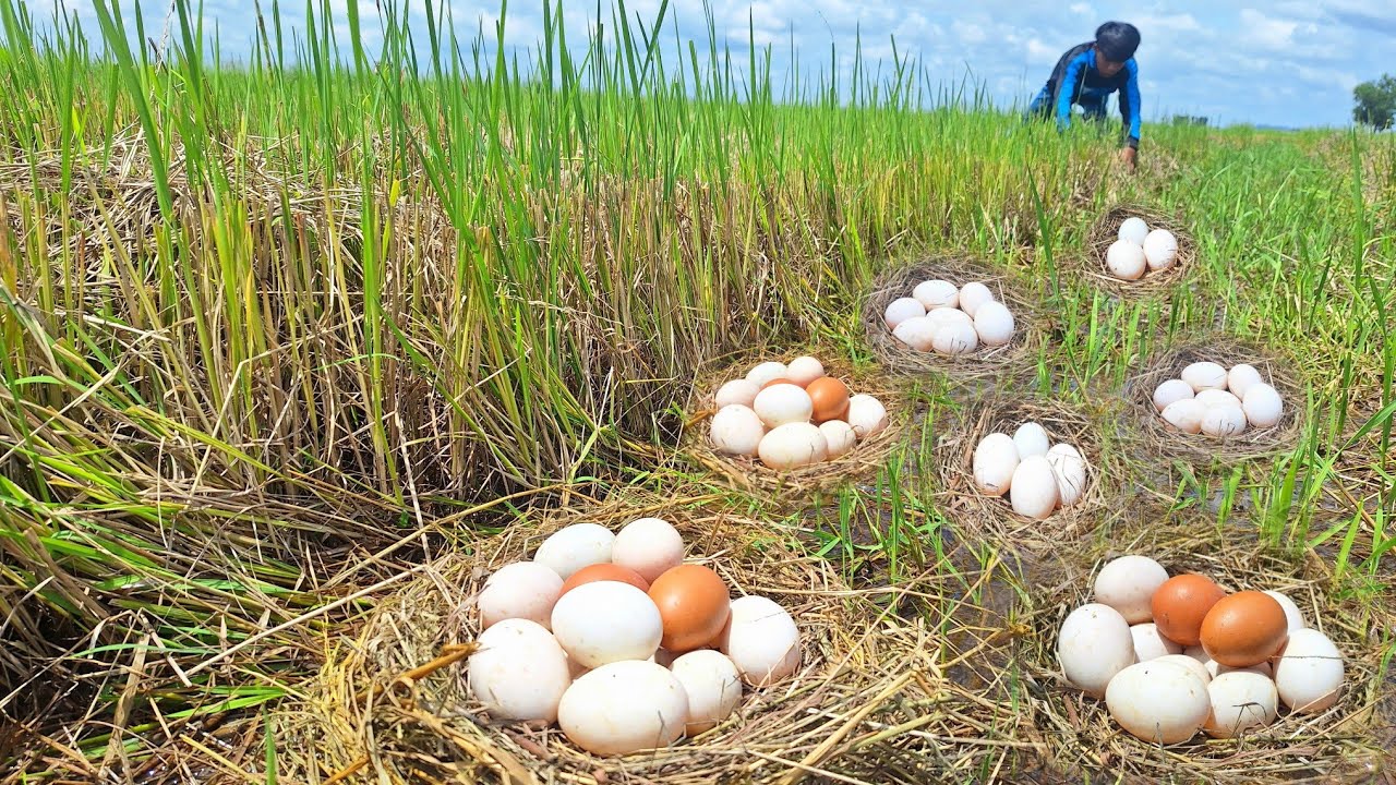 Pav Pav Farmer - Man picks eggs in harvested fields - YouTube