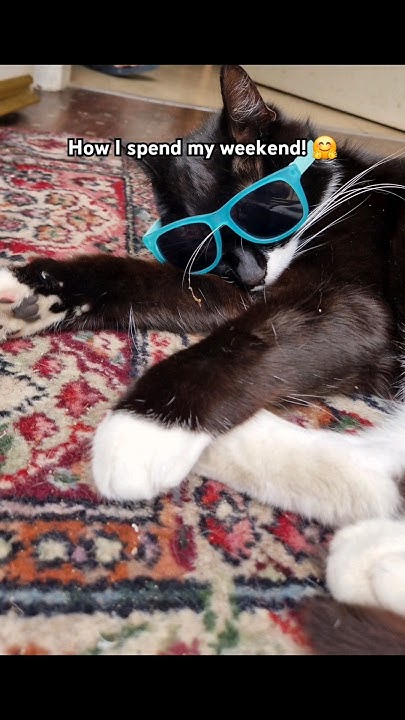 how I spend my weekend! 🤗#catfunny# #comedy# #intertainment #cutecat# ...