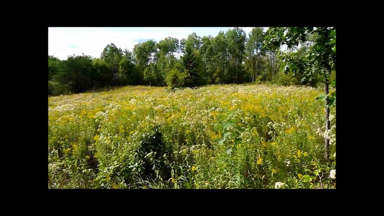 Fall meadow with goldenrod wildflowers, August 28, 2011 - YouTube