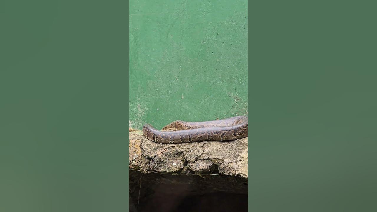 Sleeping Python - YouTube