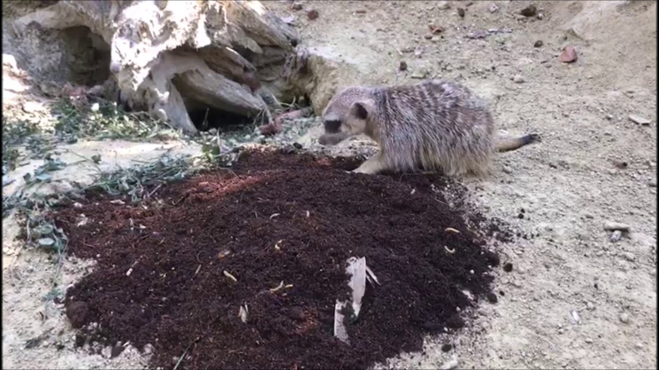 Easy Enrichment Insect Hide In Cocopeat - YouTube