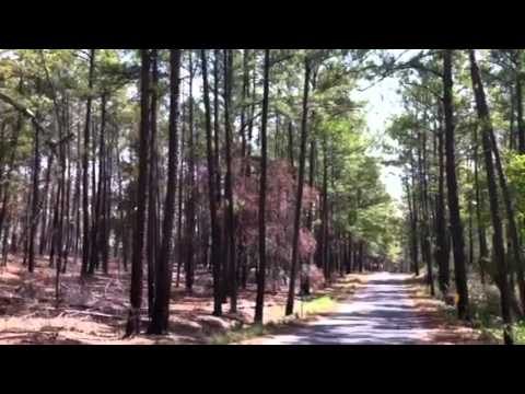 Lost Pines, Bastrop State Park , Bastrop Complex Fire (filmed day of ...