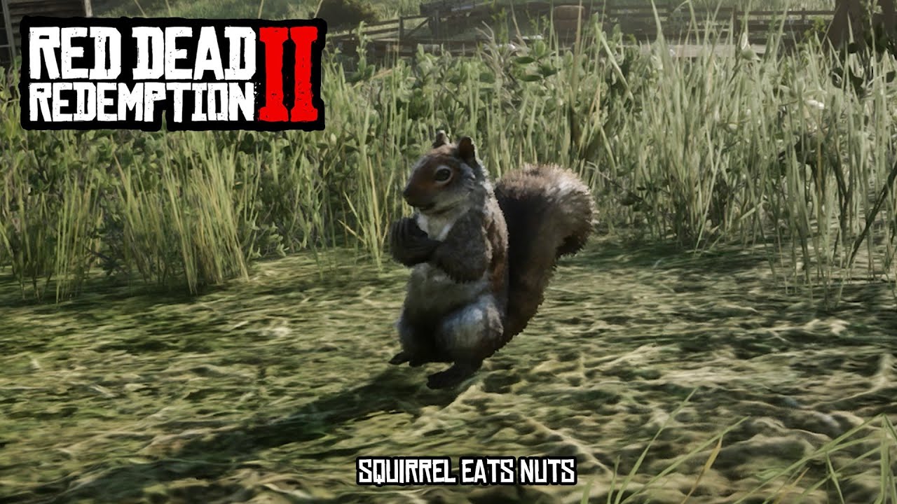 The shocking truth about squirrels in Red Dead Redemption - YouTube