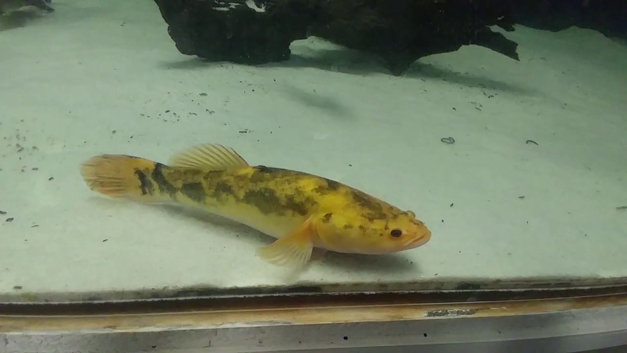 Xanthic marbled goby - YouTube