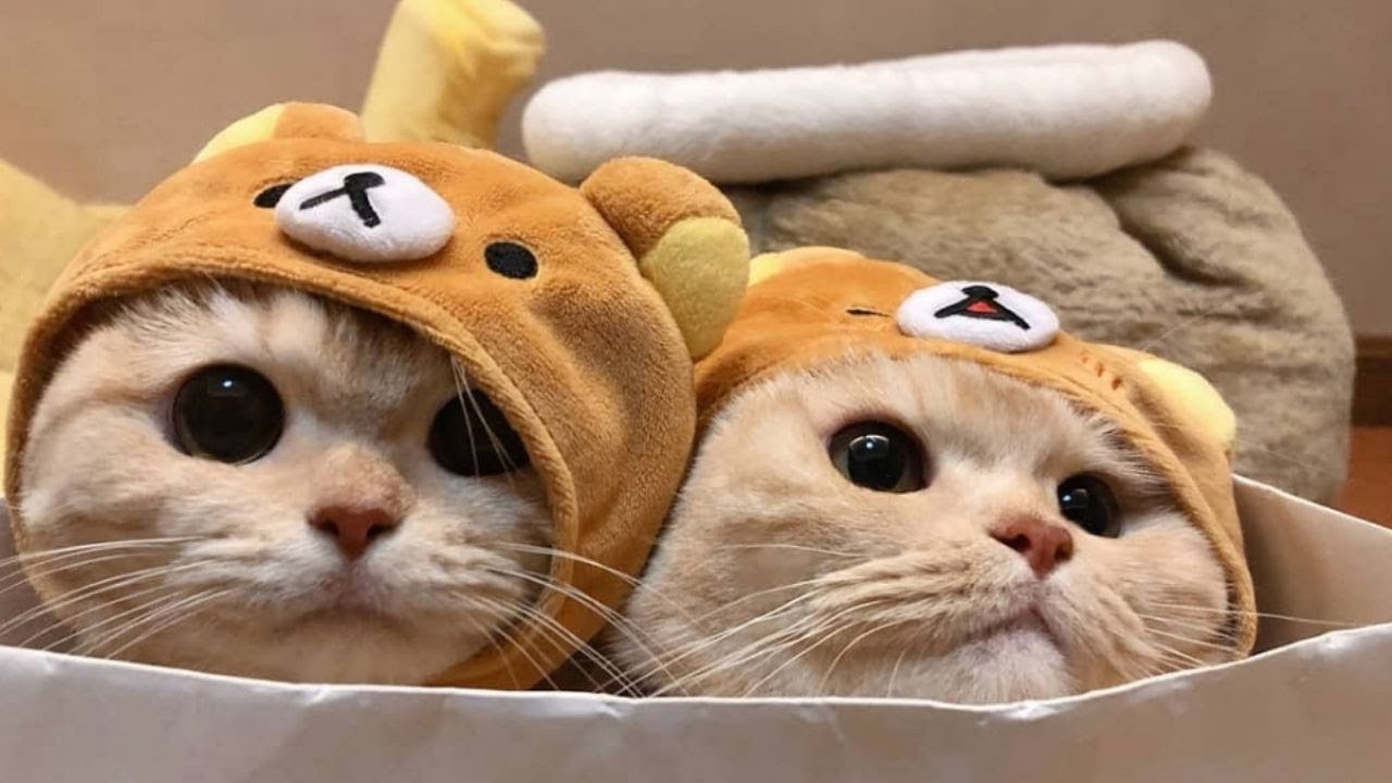 baby cats, Funny Cat, Cute Baby Cats, Funniest Cats, #funny cat - YouTube