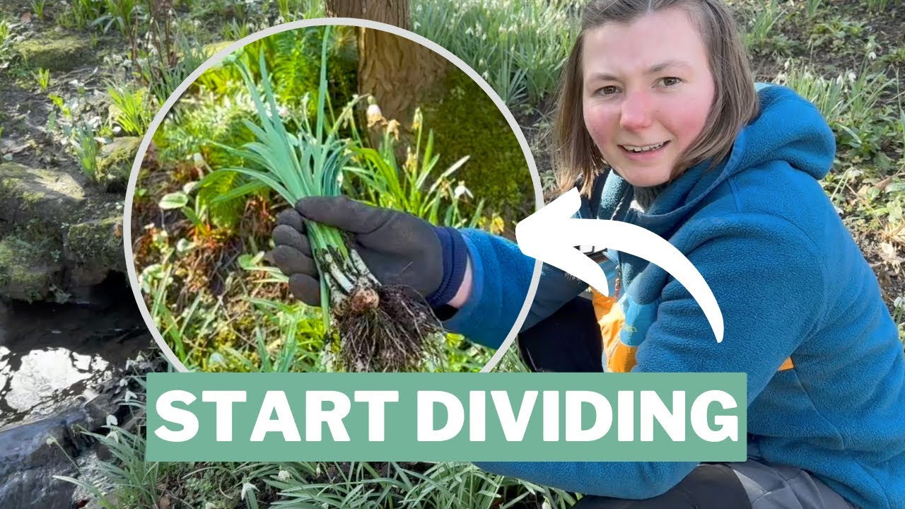 Dividing Snowdrops For Iconic Drifts At York Gate - YouTube