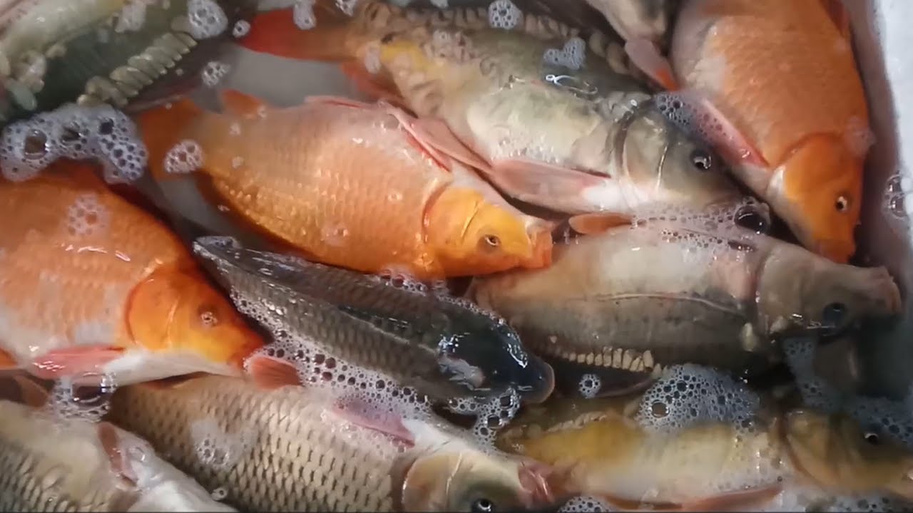 Epic Fish Cutting Techniques Unveiled #FINCUTSTV #fincutstv #Fin Cuts ...