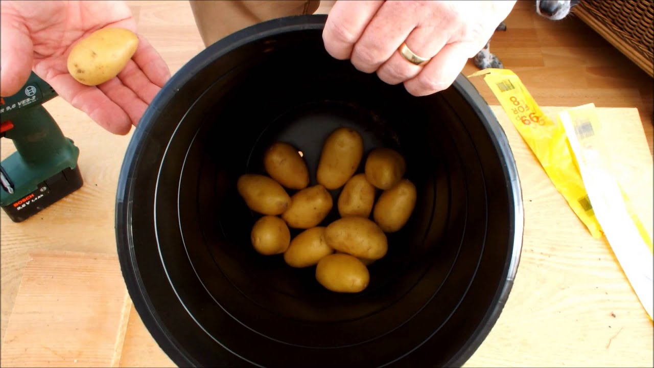 Disabled access organic vegetable gardening, on a patio, in pots. - YouTube