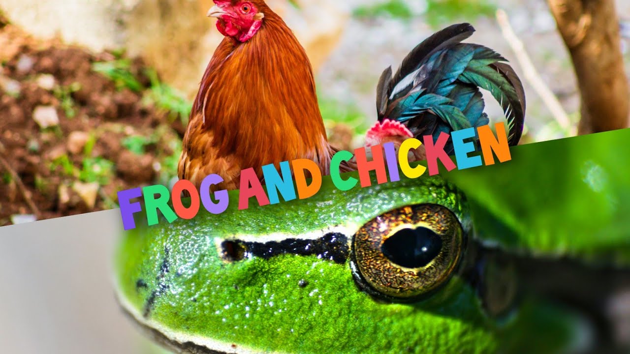 Chicken and Frog Village Lifestyle | Amazing Moment 🌿 - YouTube