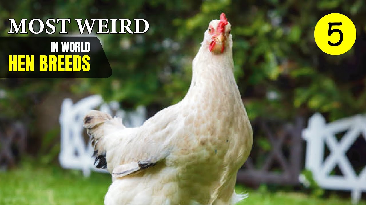 Most Weird Hen Breeds In The World | Wild Whim - YouTube