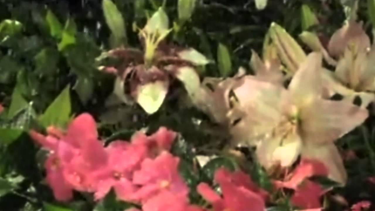 Sofia Sanabria - 2012 Lowes Spring Commercial - YouTube