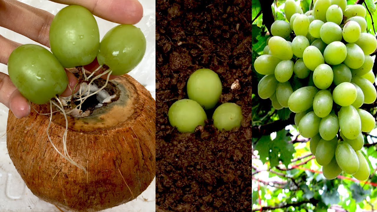 [28 Days] Simple method propagate grape tree with coconut,, growing ...
