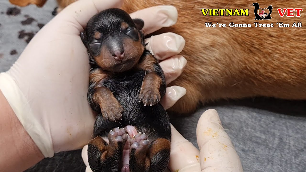 Saving mama dog and her newborn baby puppy – How to help dog give birth ...