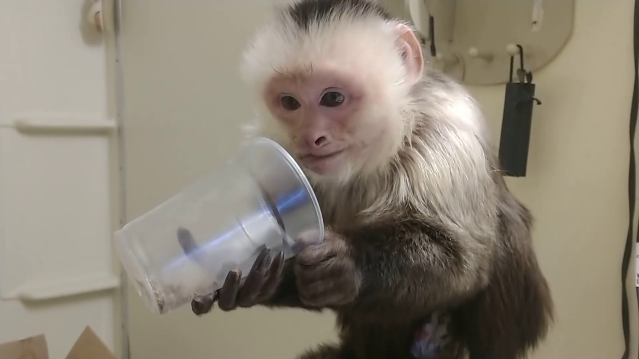 What do Monkey like for breakfast - YouTube