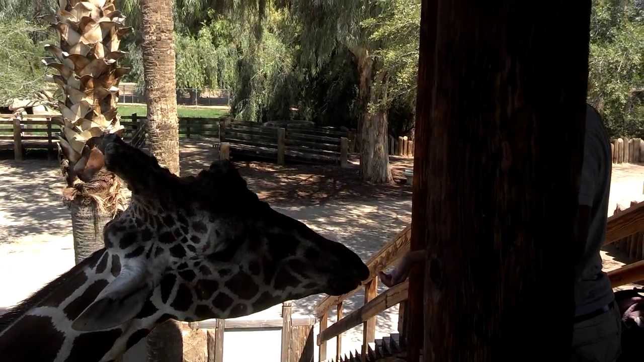 Giraffe at The Wildlife Zoo in Litchfield Park (Phoenix), Arizona - YouTube
