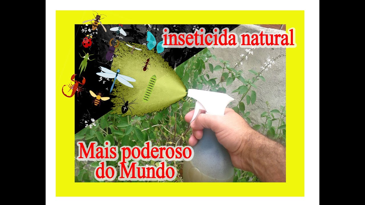 Inseticida natural mais poderoso que existe - YouTube
