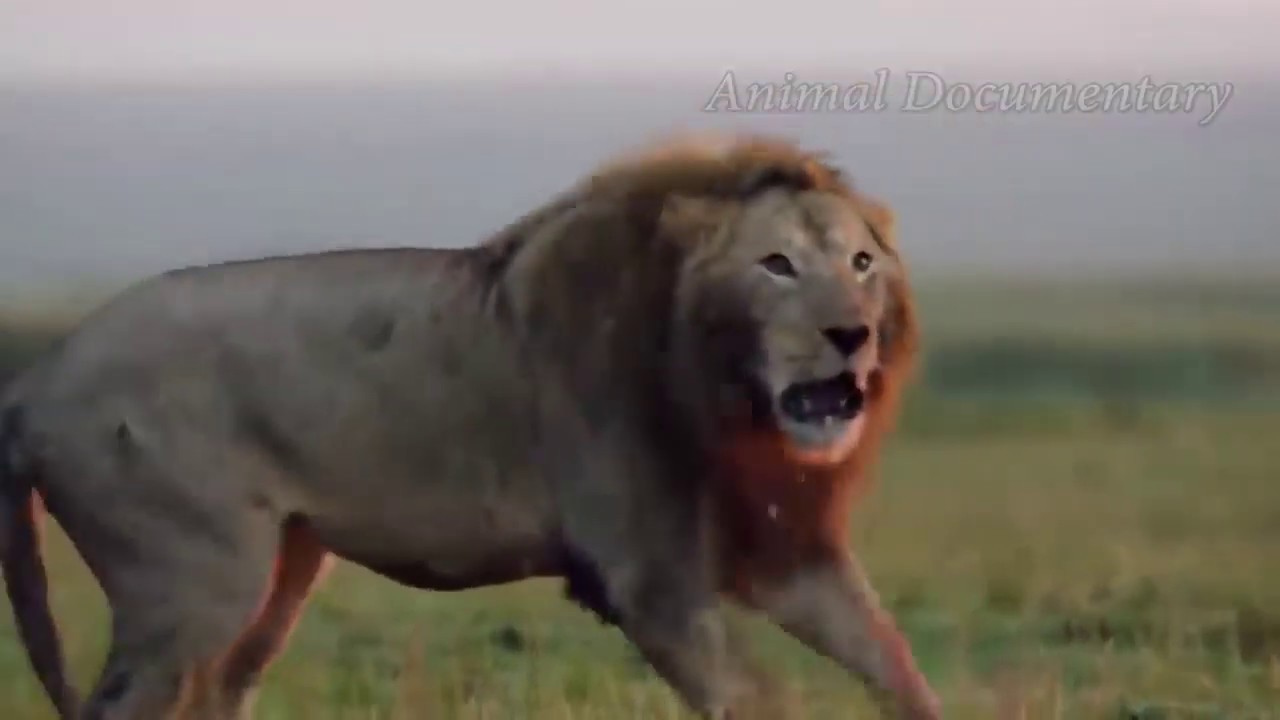 Lion vs Masai Fight || Lion and Man fight - YouTube