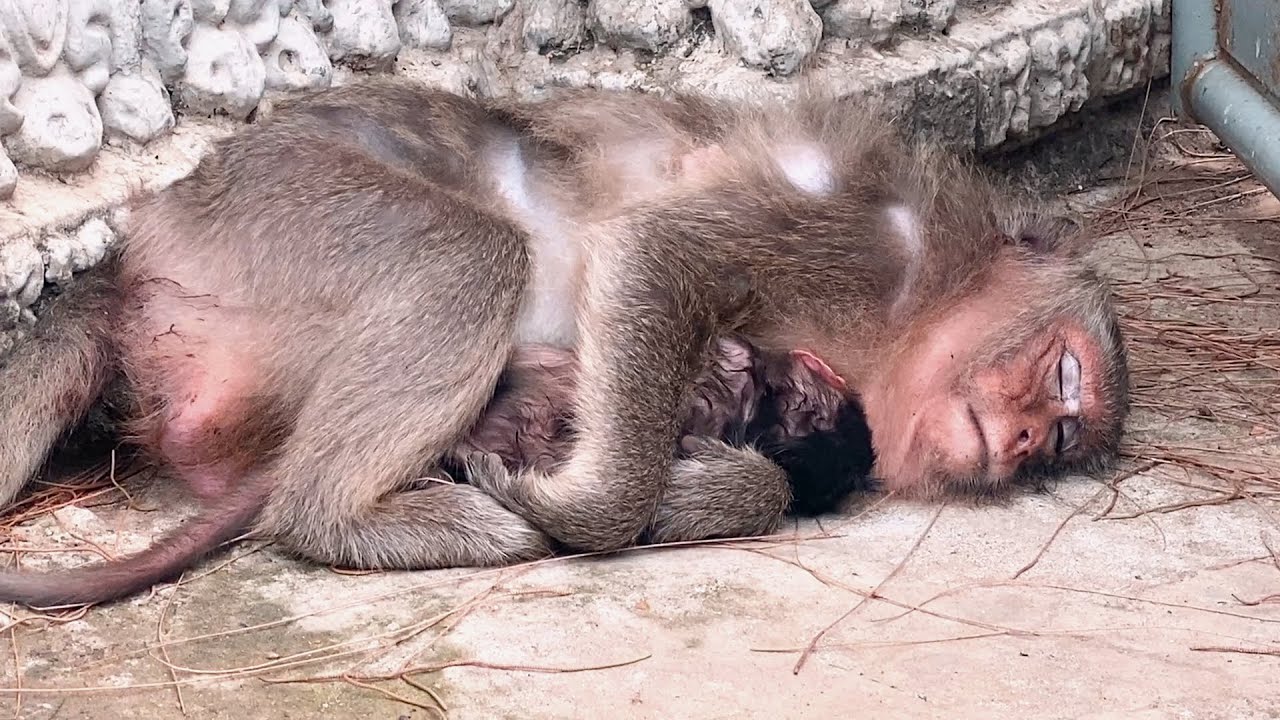 Monkey MAYA so exhausted after giving a birth. - YouTube