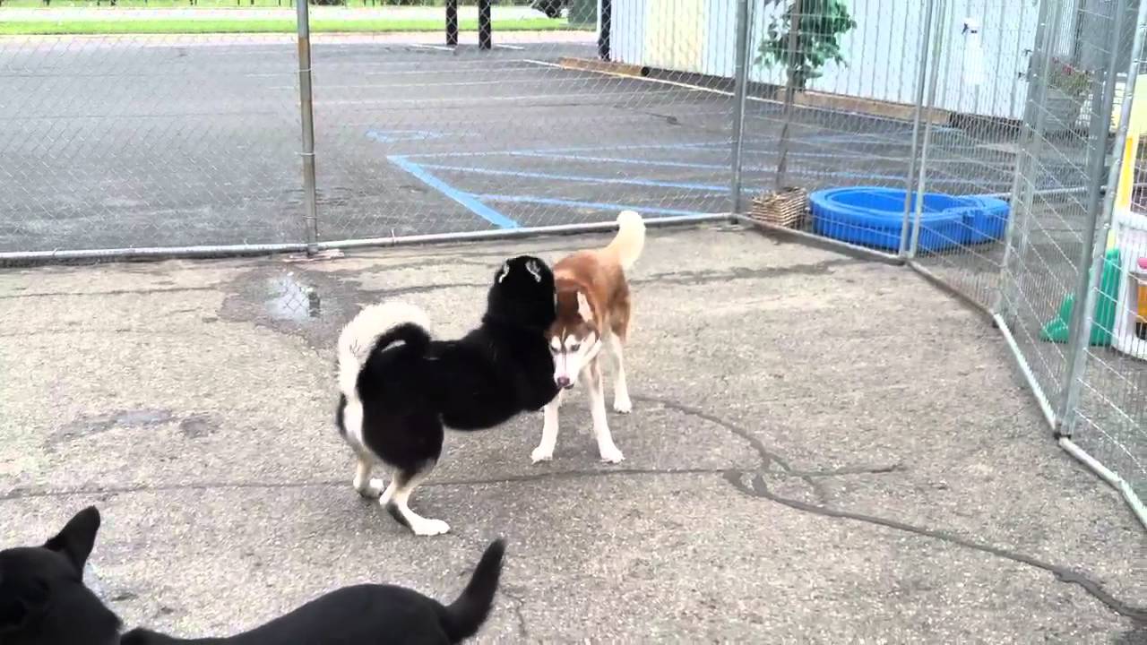 Husky Fight - YouTube