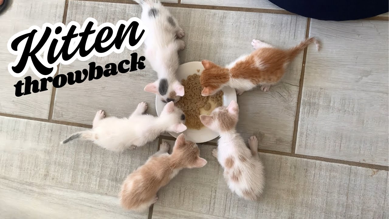 The Kittens Try Solid Food! • KITTEN THROWBACK VIDEO - YouTube