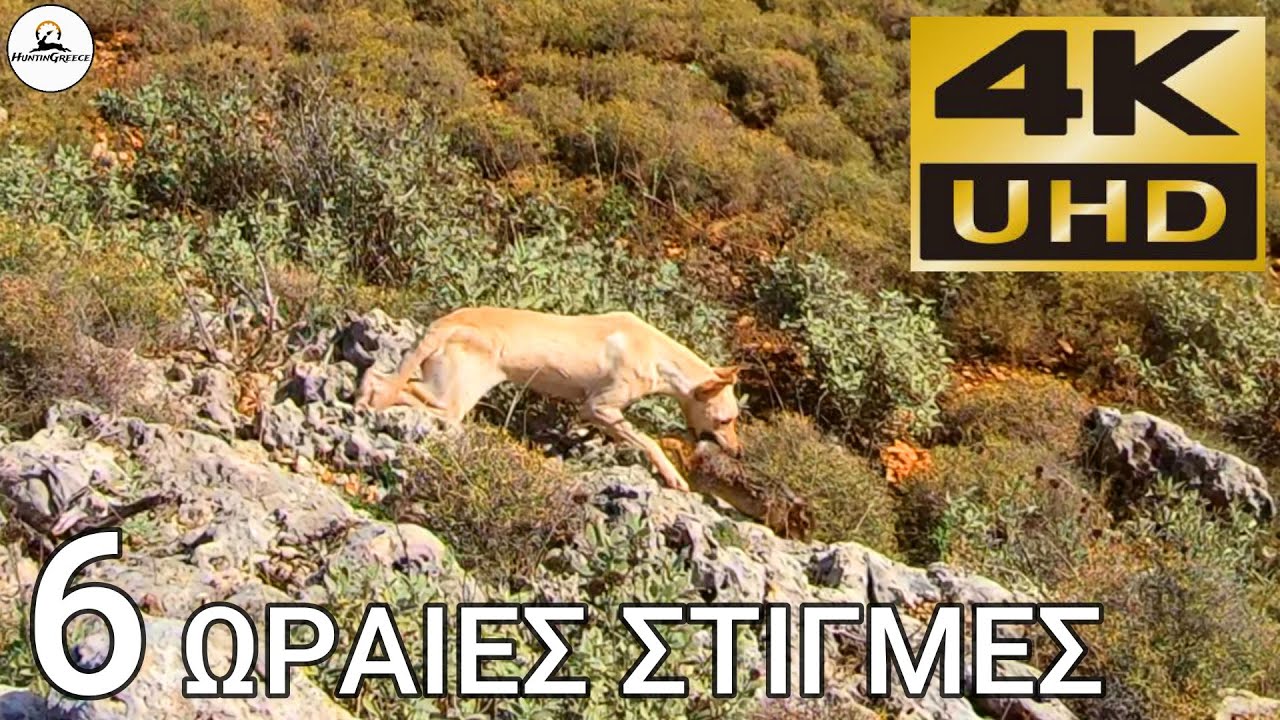 ΑΜΑ ΠΡΟΣΕΧΕΙΣ ΤΑ ΣΚΥΛΙΑ ΣΟΥ ΑΥΤΑ ΣΕ ΑΝΤΑΜΕΙΒΟΥΝ!! HUNTING HARES - YouTube