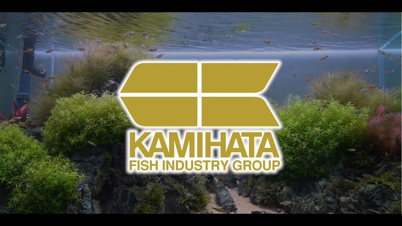 Kamihata Fish Industry Group Introduction 2024 - YouTube