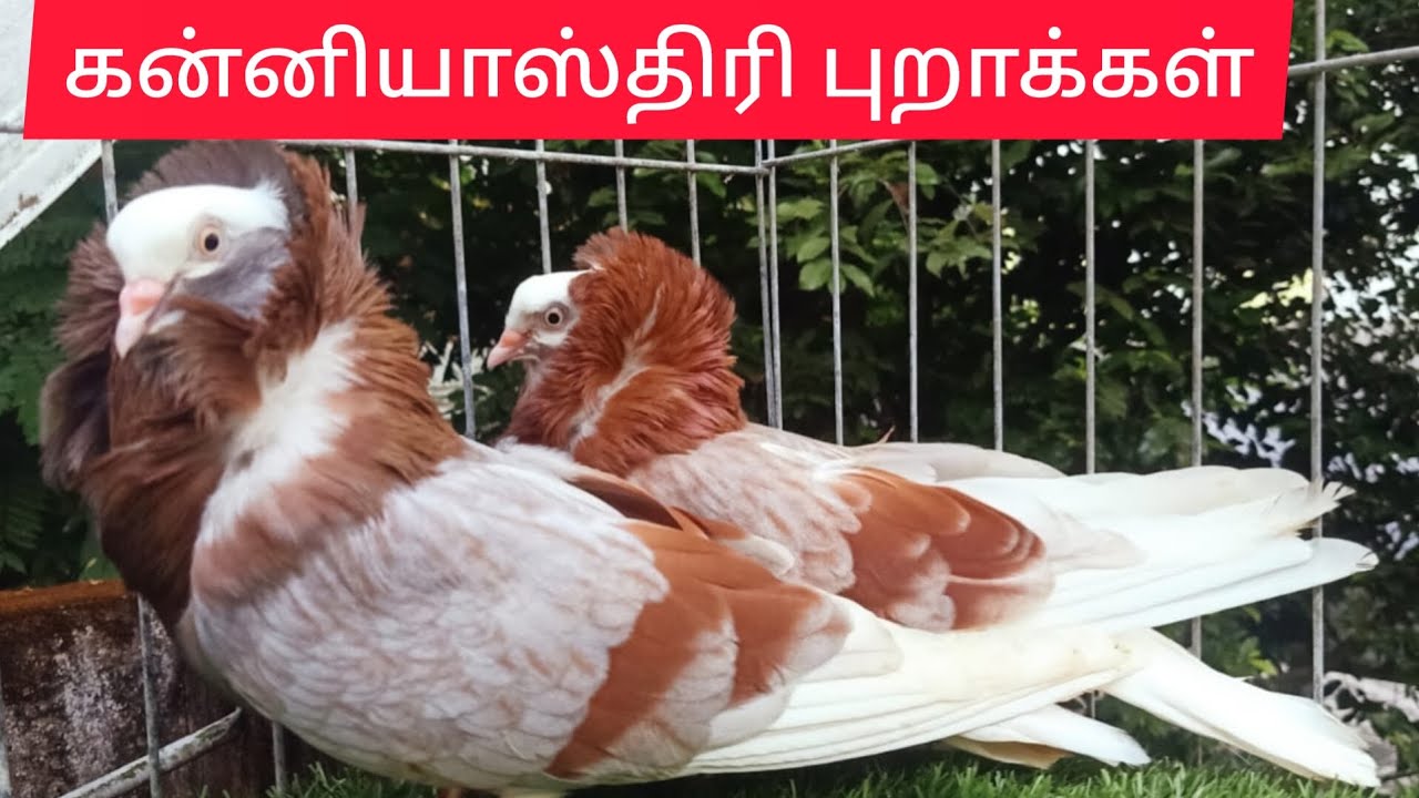 கன்னியாஸ்திரி புறாக்கள் / Capucine Pigeon - YouTube