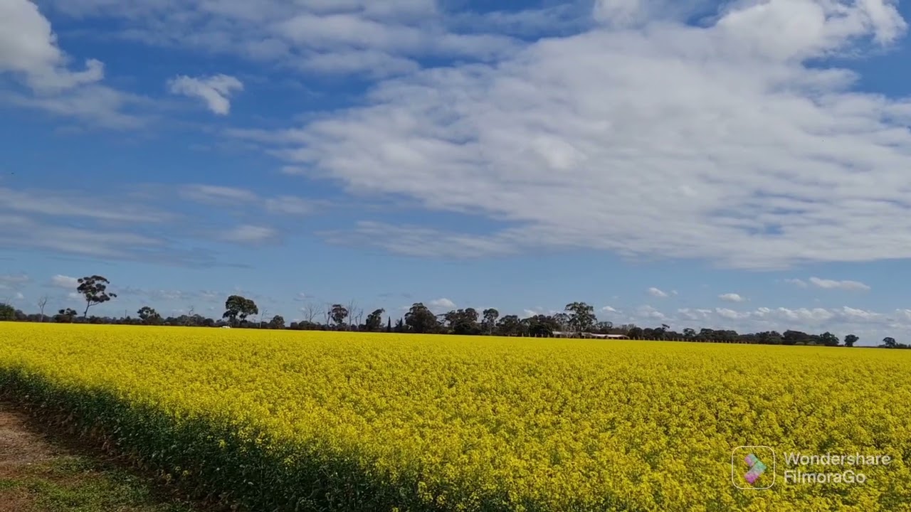 Australia Mustard Farm - YouTube