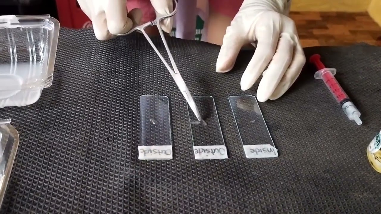 Mounting Mosquito Larvae ||sample vid|| - YouTube