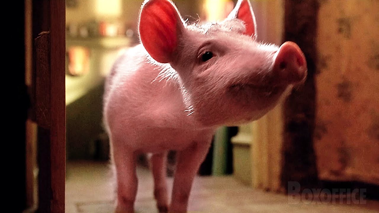 Babe the Pig on a Secret Mission - YouTube