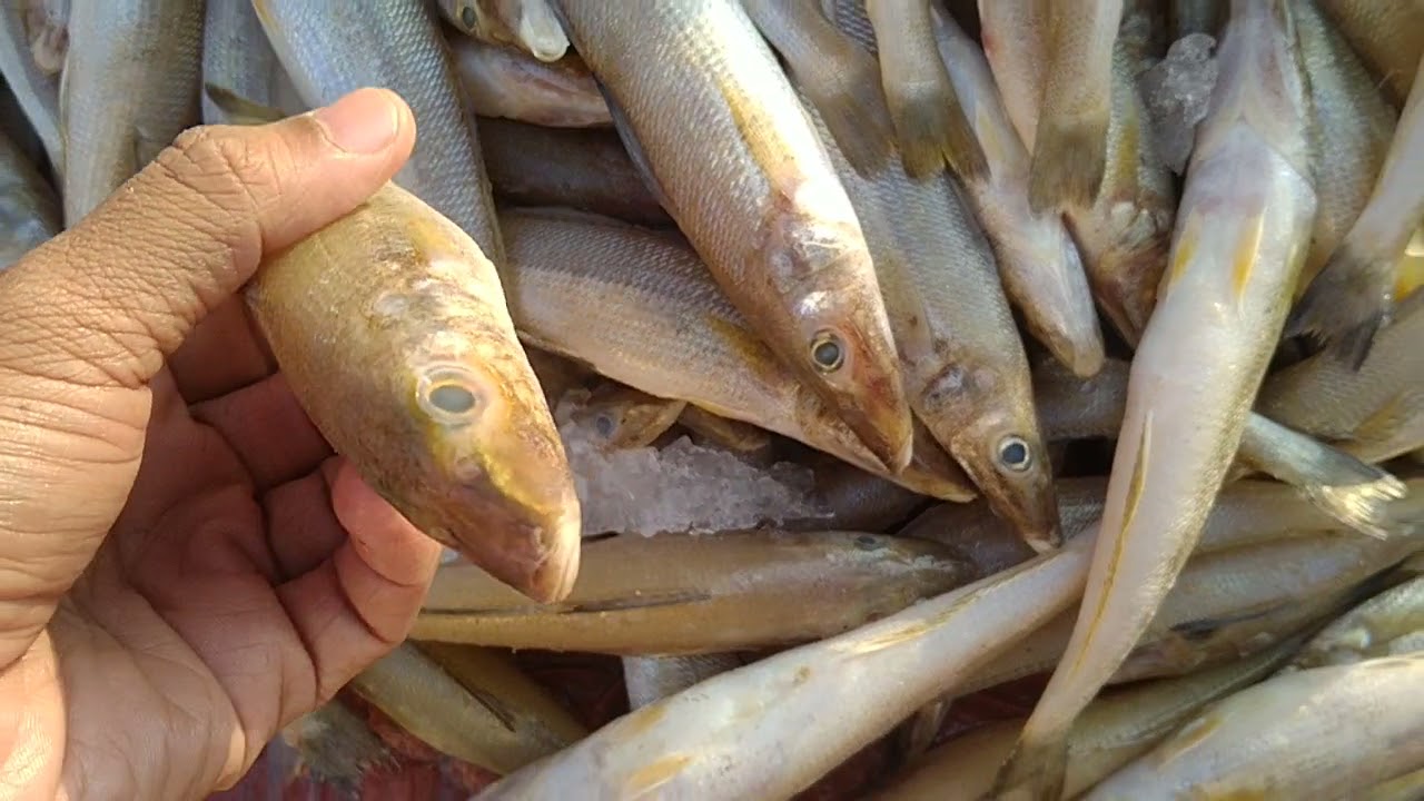 Lady fish rate variation in white vs black mouth 12-12-2020 - YouTube