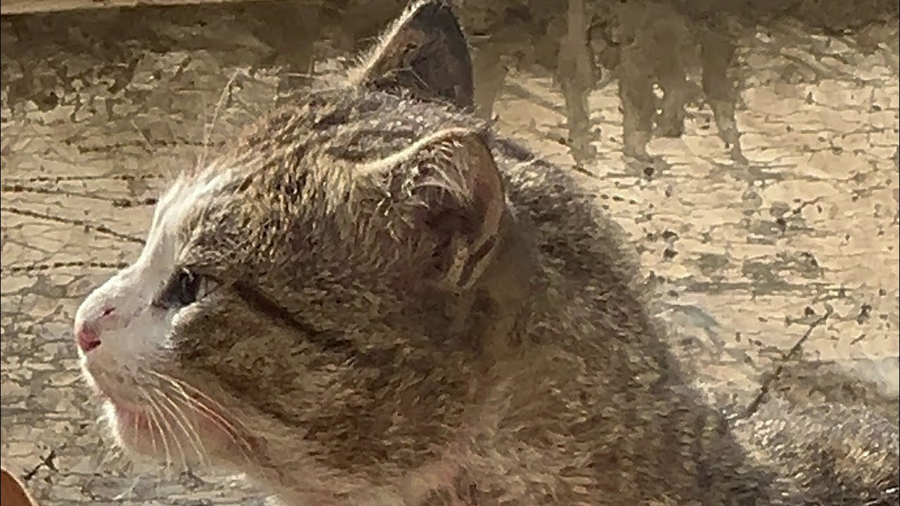 Ultimate cat fight 4k - Part 2 - YouTube