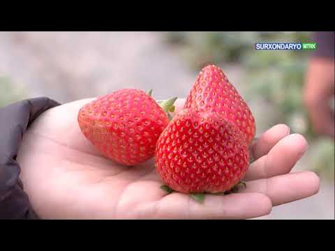 Томорқа даромад манбаи - YouTube