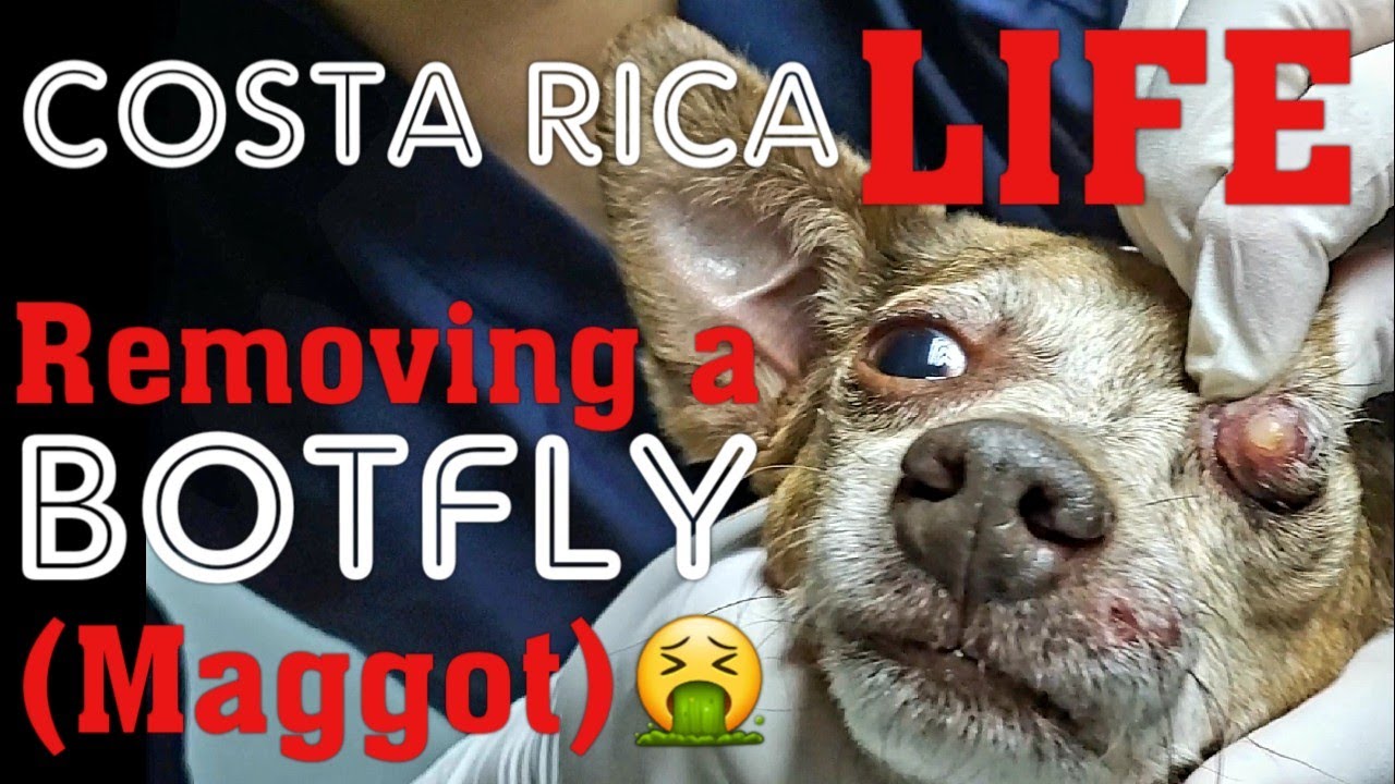 Costa Rica Life 🇨🇷 Removing a Botfly (Maggot) From Pets in Costa Rica ...