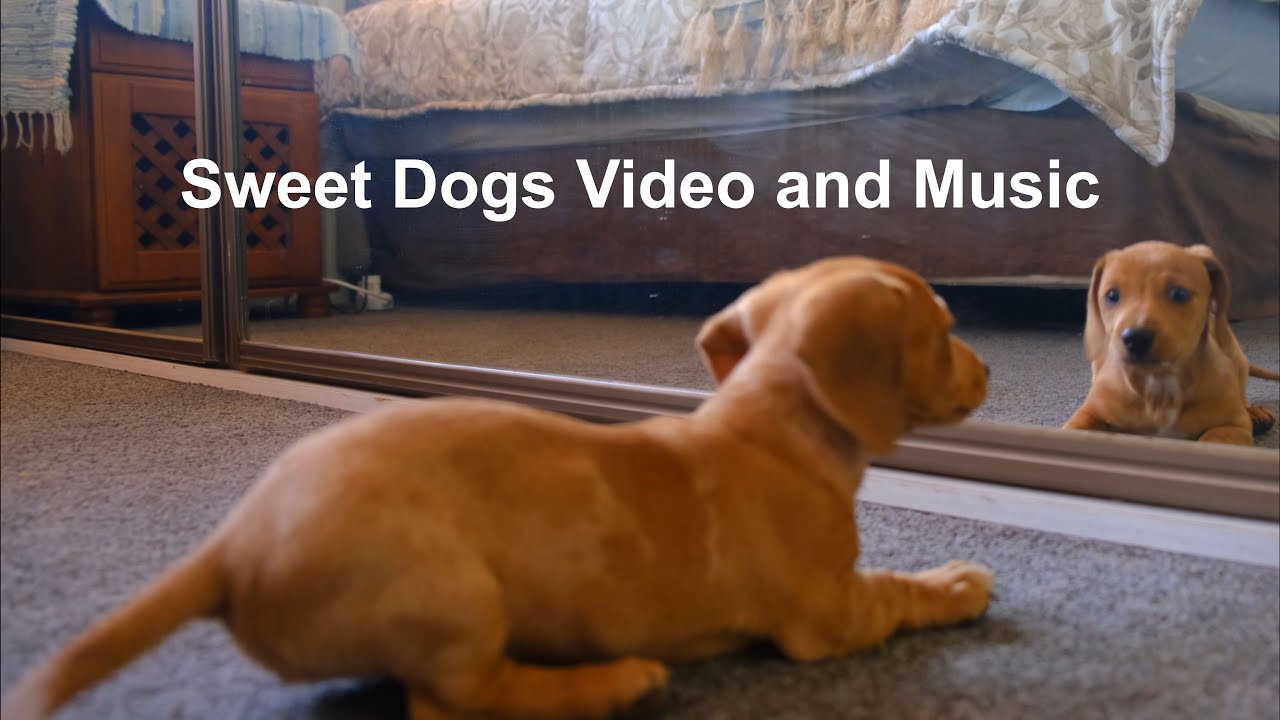 Sweet Pets Video and Music Sweet Dogs Video and Music #shorts - YouTube