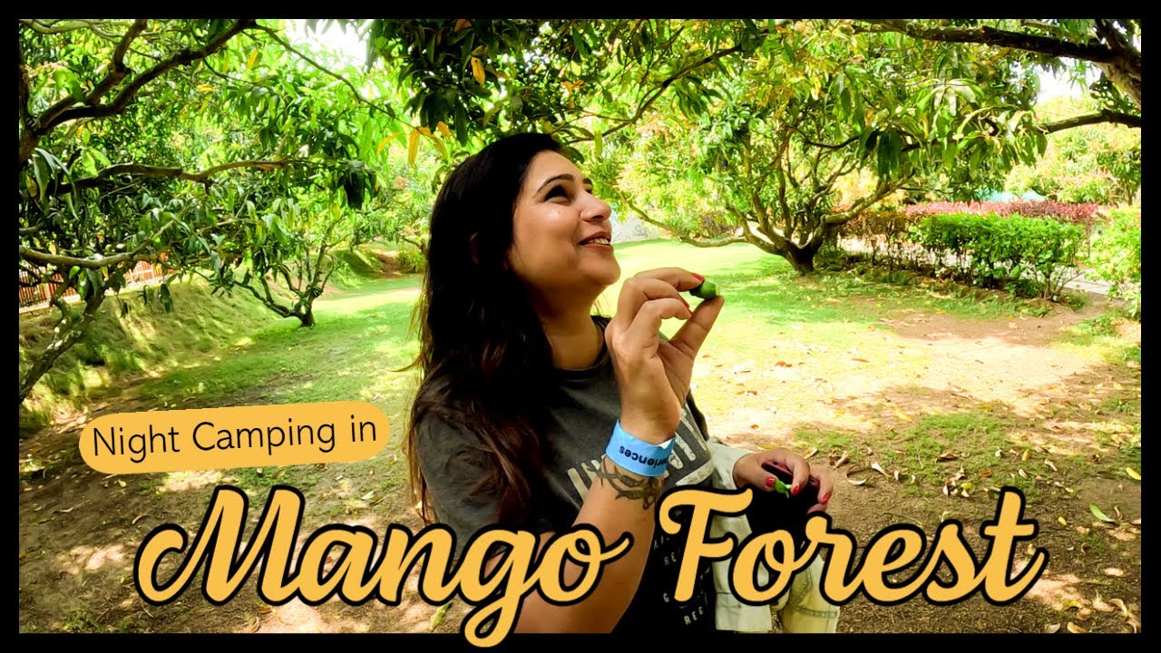 We Explored a Mango Forest Resort While Camping in a Tent ⛺ - YouTube