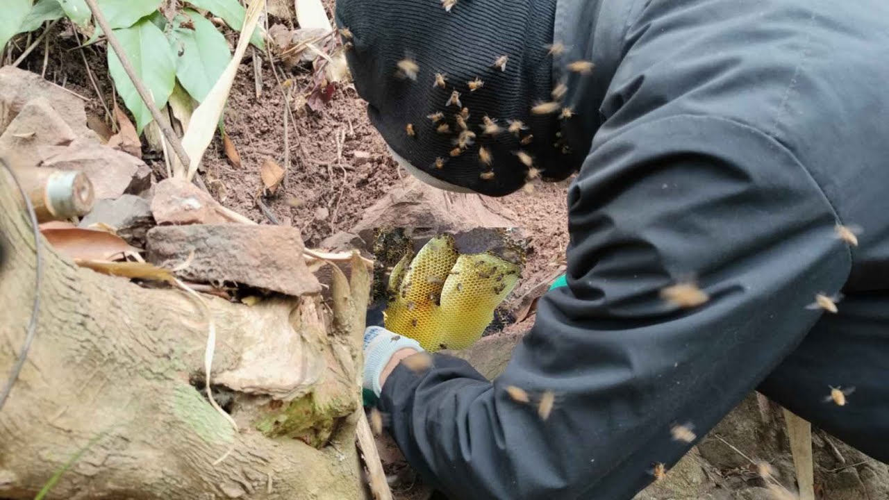 The Bee Was Angry When I Fetched Honey And Disturbed Its Nest In The ...