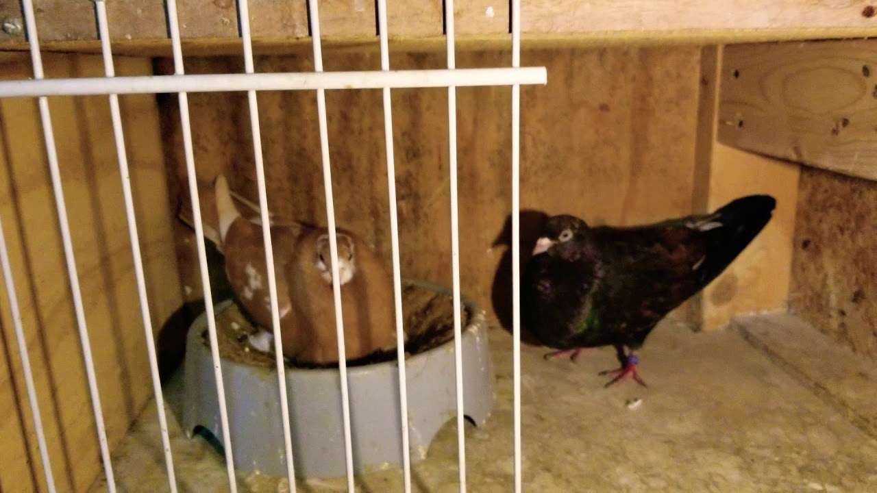Almond Project Youngsters - YouTube