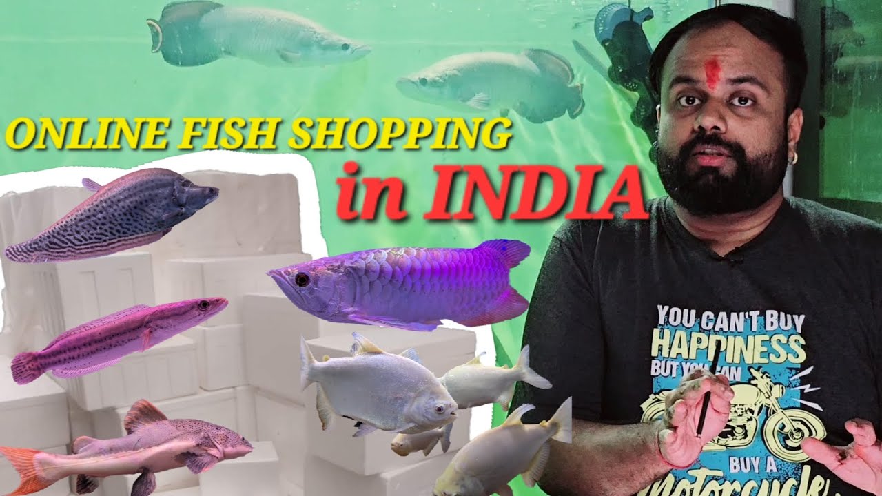 online fish shopping in India | Buying aquarium fish online ...