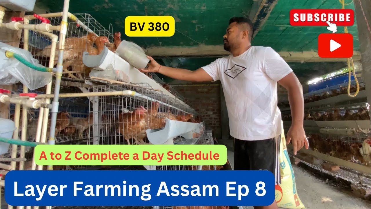 Welcome to Layer Farming Assam Ep 8 | A complete day activities A to Z ...