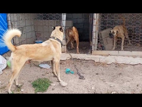 CENTİLMEN ERKEK VS KABA ERKEK 24 Ağustos 2024