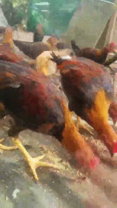 F1 Going 4 Months old,Mt.banahaw lines/tornado hatch/duke hulsey lemon/Perfection roundhead # ...