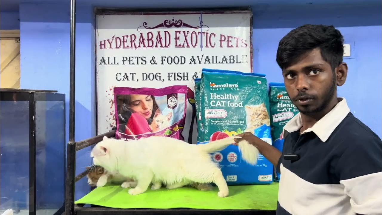 Offer wale Persian cats available @hyderabadexoticpets1631 7731963885 ... Offer wale Persian cats available @hyderabadexoticpets1631 7731963885 ...