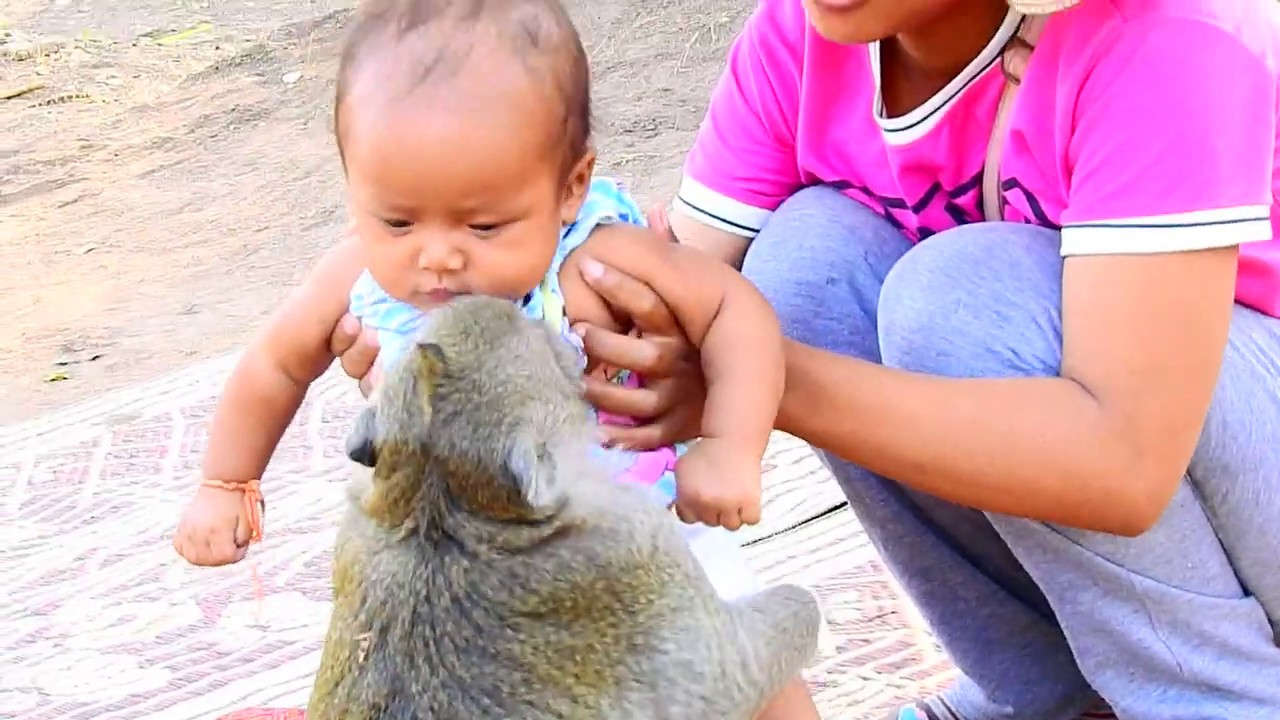 Adorable monkey Sok take good care to cute humkidan kid | Amazing human ...